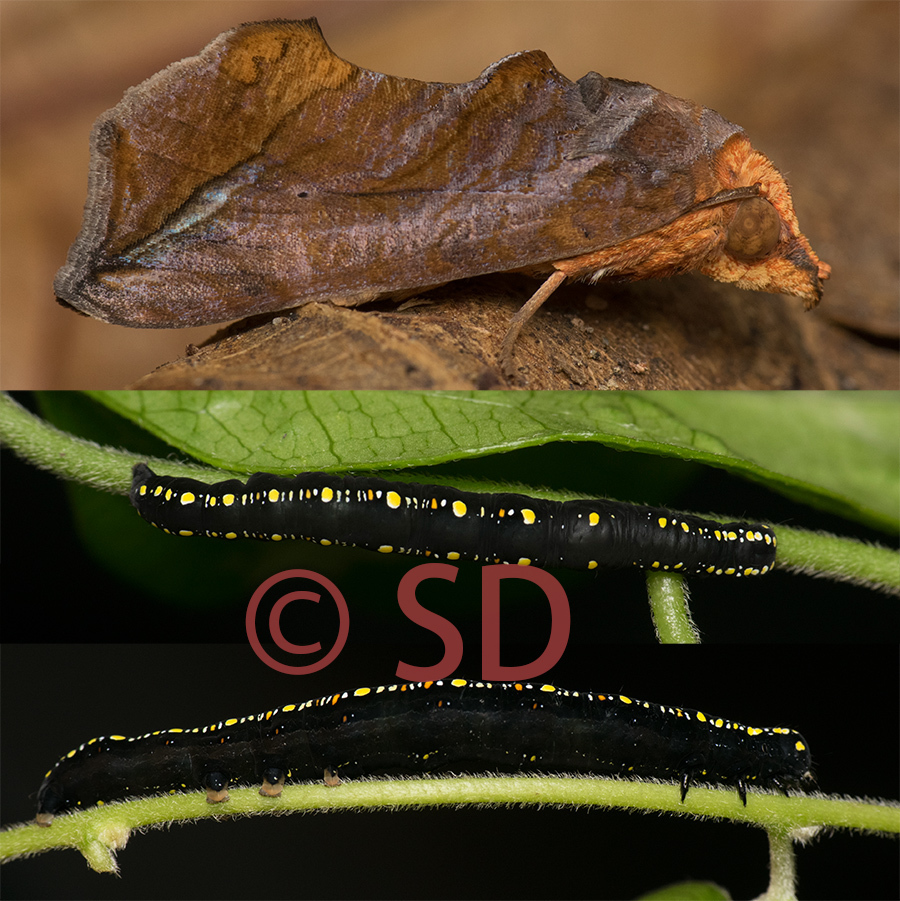 Oraesia emarginata (Common Caterpillars of Hong Kong) · iNaturalist