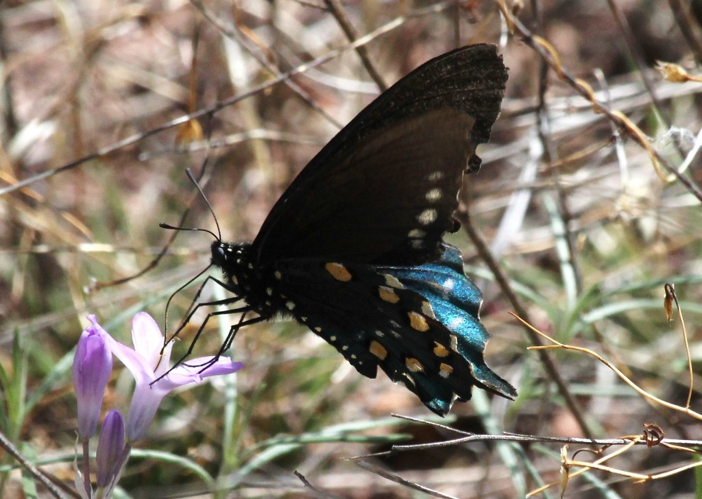 Pipevine Swallowtail from Pena Blanca Lake, AZ on April 5, 2014 at 01: ...