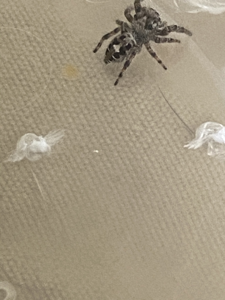 Putnam's Jumping Spider from Ebenezer St, Winnsboro, TX, US on June 8 ...