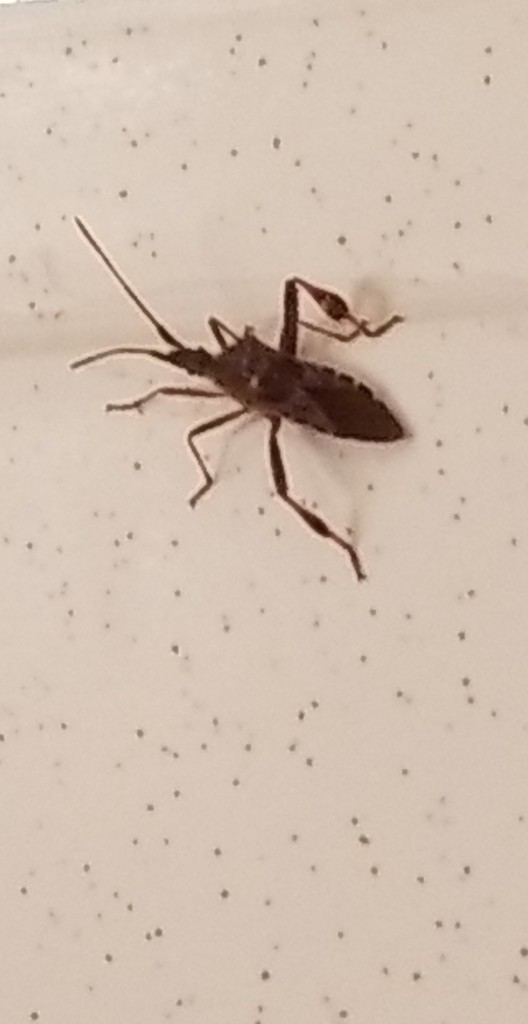 Western Conifer Seed Bug from Colorado Springs, CO 80905, USA on April ...