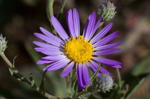 Alkali Marsh Aster (Almutaster pauciflorus) · iNaturalist United Kingdom