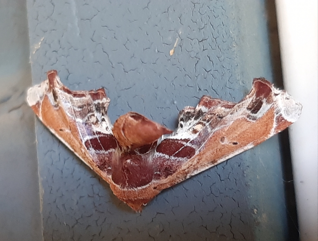 Beautiful Eutelia Moth in June 2020 by Sleepy ZGoats · iNaturalist