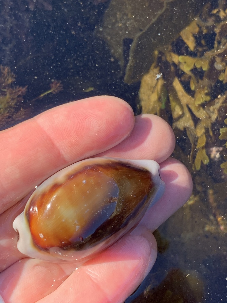 Chestnut Cowry from Pacific Ocean, , CA, US on June 09, 2020 at 08:21 ...