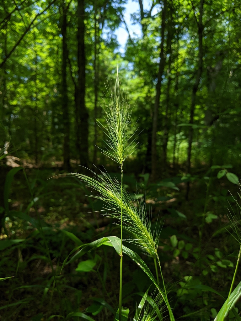 hairy wild rye from Eno Valley, NC 27712, USA on June 9, 2020 at 01:31 ...