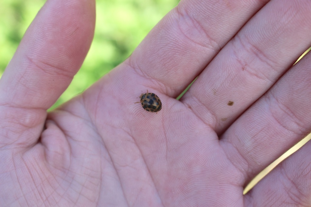 Hadda Beetle from Epsom, Auckland, New Zealand on May 14, 2017 at 01:57 ...