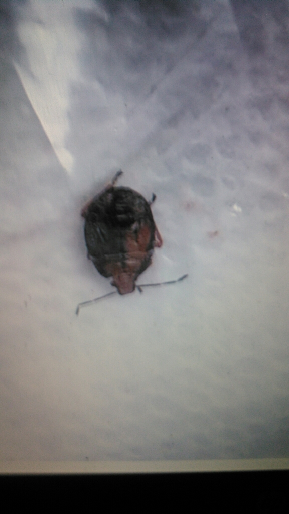 Stink Bugs, Shield Bugs, and Allies from Lanesville Township, IL, USA ...