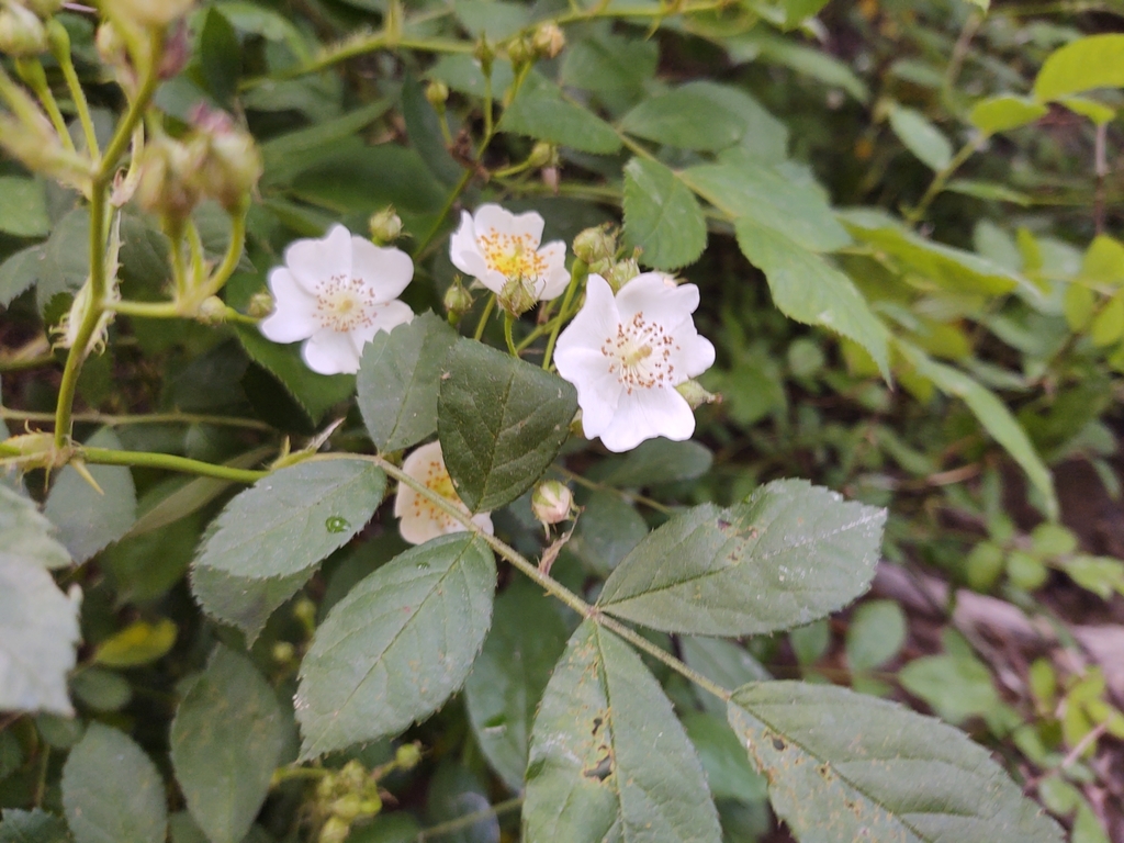 multiflora rose from Wurtsboro, NY 12790, USA on June 08, 2020 at 03:25 ...