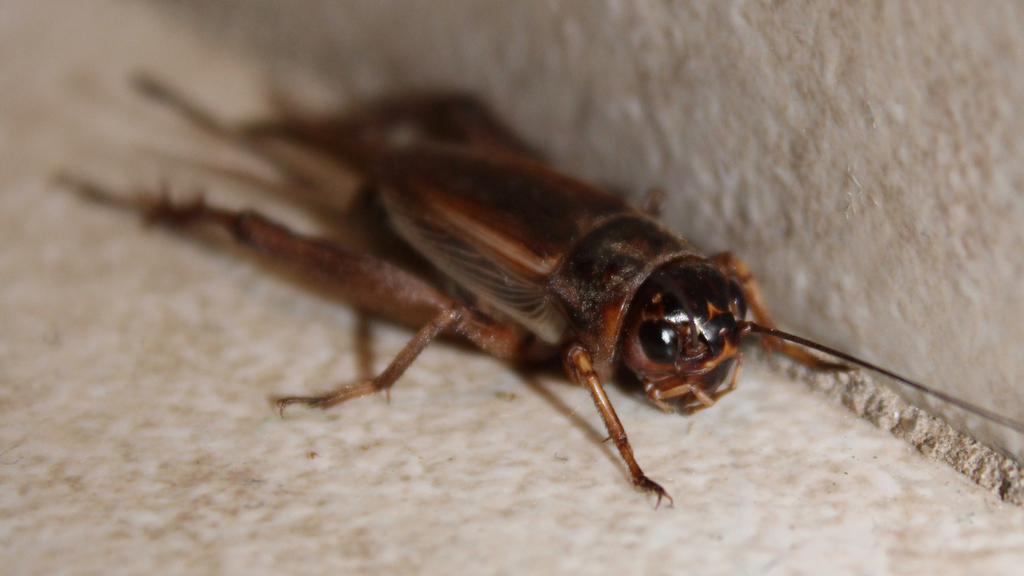 Variable Field Cricket from Tijuana on June 8, 2020 at 11:39 PM by ...