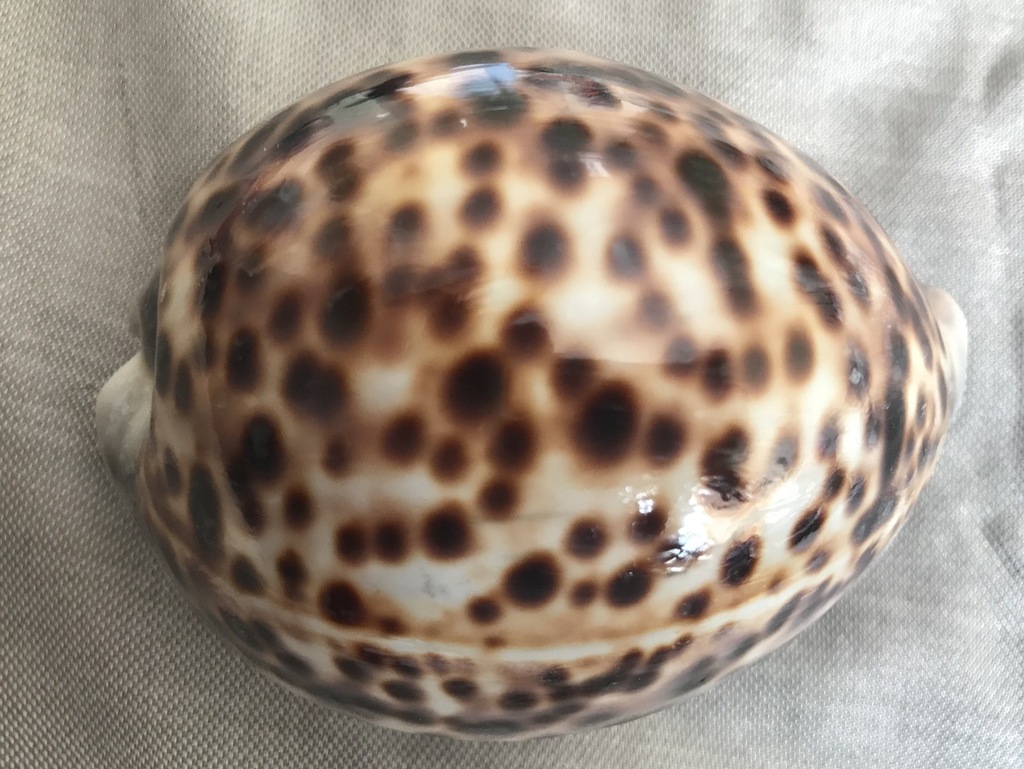 Tiger Cowry from Cronulla New South Wales, Australia on June 10, 2020 ...