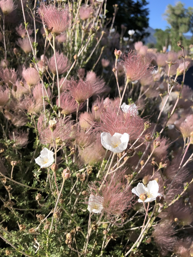 Apache plume from Paseo del Pueblo Norte, Taos, NM, US on June 9, 2020 ...