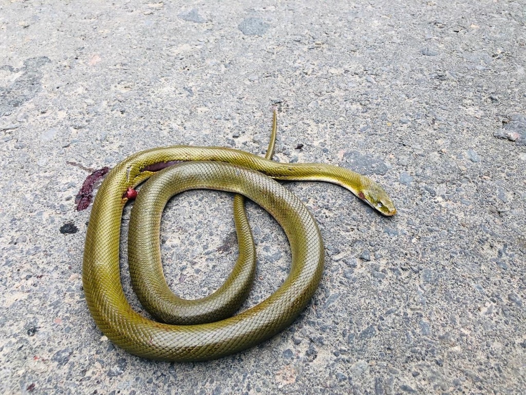 Green Rat Snake from San Blas, NAY, MX on June 09, 2020 at 10:38 PM by ...
