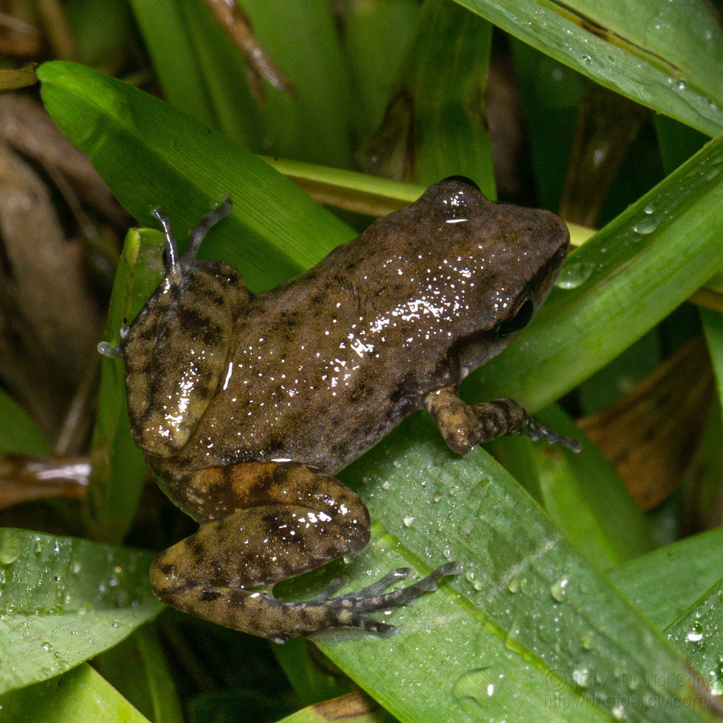 Rio Grande Chirping Frog from Emerald Point on June 10, 2020 at 12:01 ...