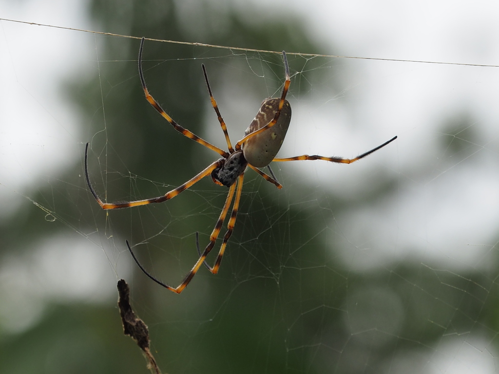 Tiger Spider from East Arnhem NT 0822, Australia on June 10, 2020 at 05 ...