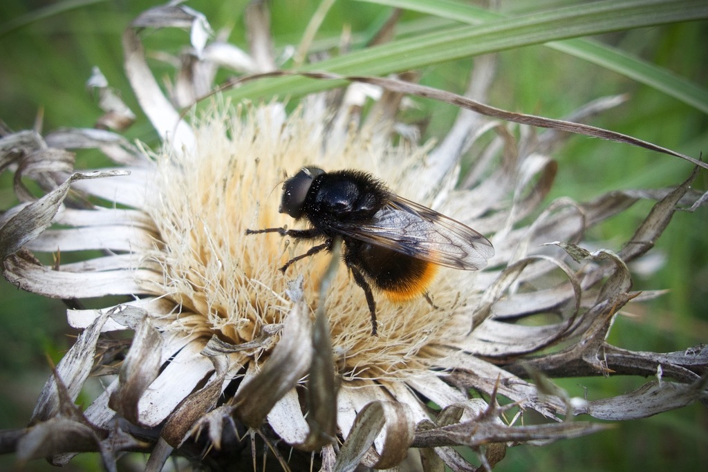 Bumble Bee Hover Fly from 10052 Prerichard TO, Italia on June 8, 2020 ...