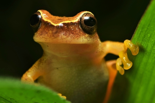 Dendropsophus goughi · iNaturalist Mexico