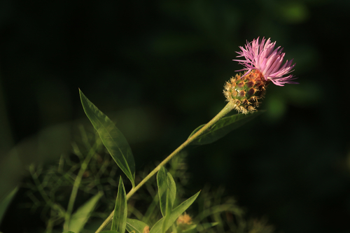 Cheirolophus sempervirens · iNaturalist Mexico