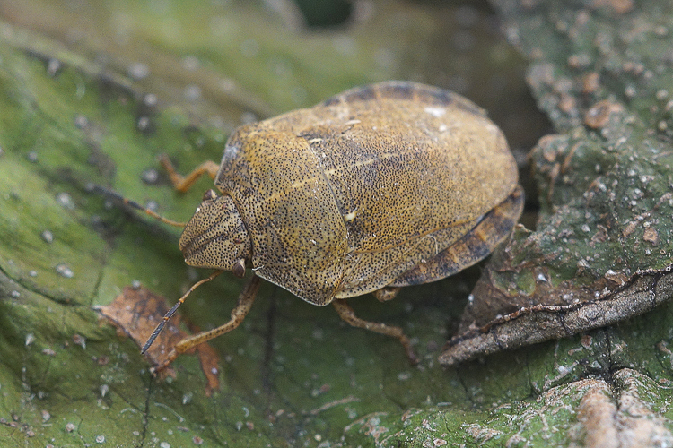 Tortoise Bug from Aalter, België on June 09, 2020 at 05:45 PM by Henk ...
