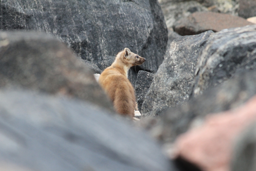 Pacific Marten from Walden, CO 80480, USA on July 02, 2016 by Jeff ...