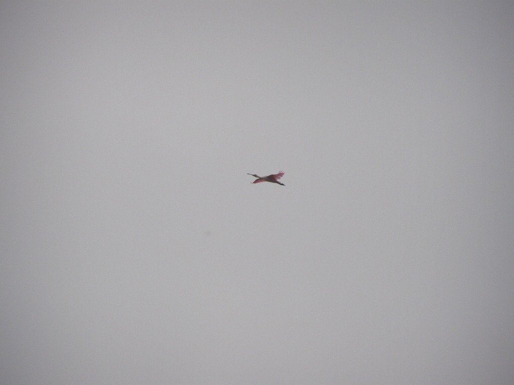 Roseate Spoonbill from Justin Hurst WMA, Texas on January 22, 2012 by ...