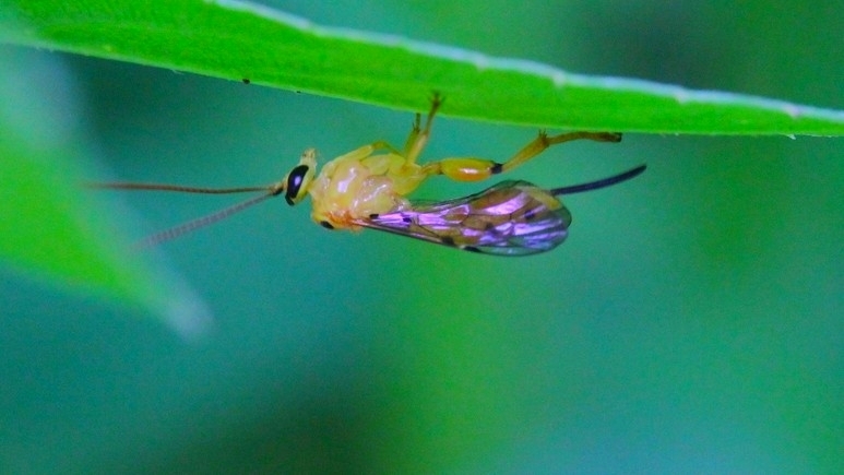 Xanthopimpla from Mong Tseng Wai, Hong Kong on June 7, 2020 at 09:32 AM ...
