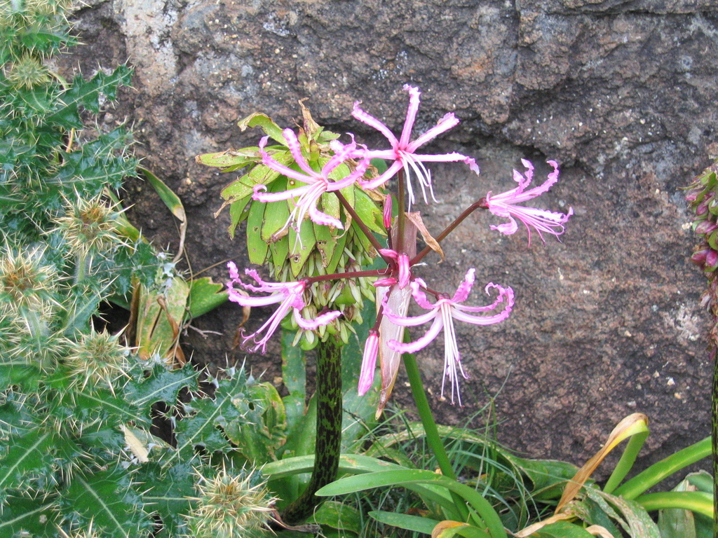 Mont-aux-Sources Large Pink Nerine in February 2005 by Heidi Boshoff ...