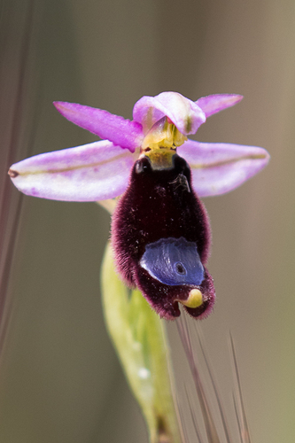 Subspecies Ophrys bertolonii bertolonii · iNaturalist