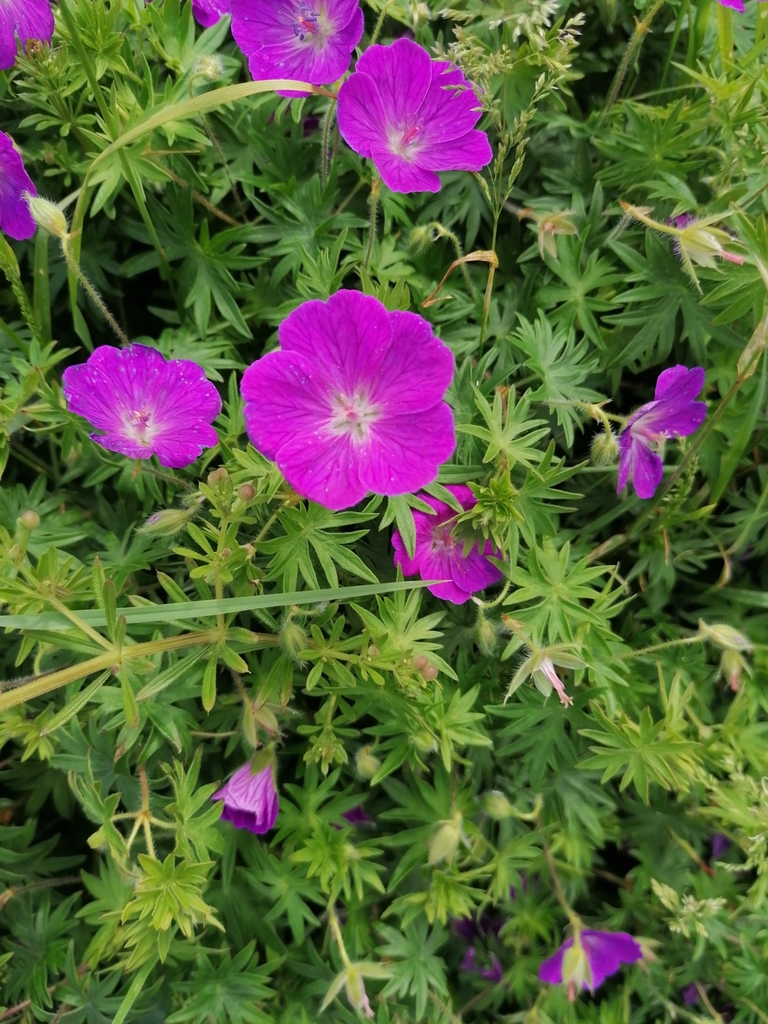 Bloody Crane's-bill from Blackpool FY2, UK on June 11, 2020 at 10:49 AM ...