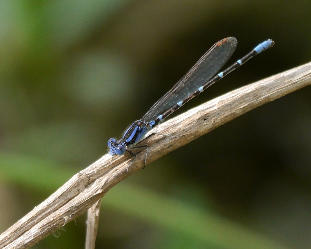 Blue-ringed Dancer from Austin, Texas, United States on 11 April, 2014 ...