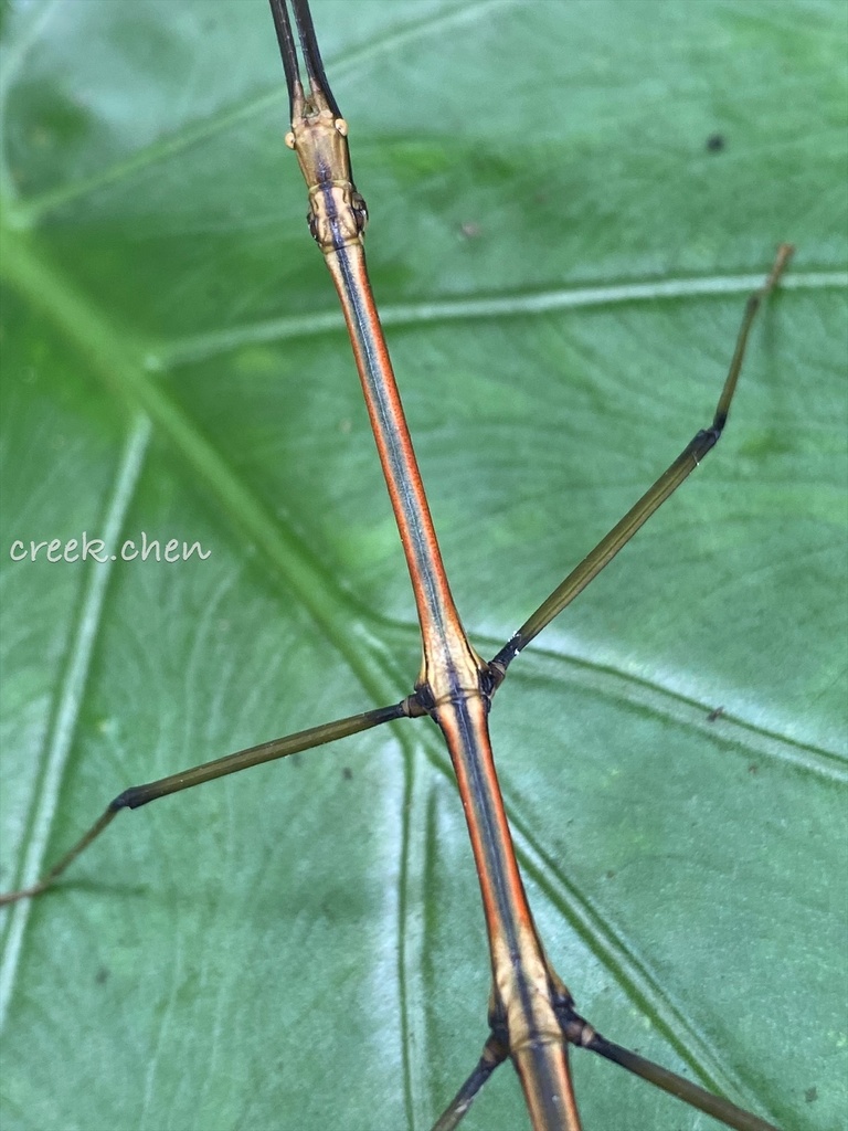 Phraortes formosanus from 五峰路91巷, 礁溪鄉, TW on June 11, 2020 at 09:34 AM ...
