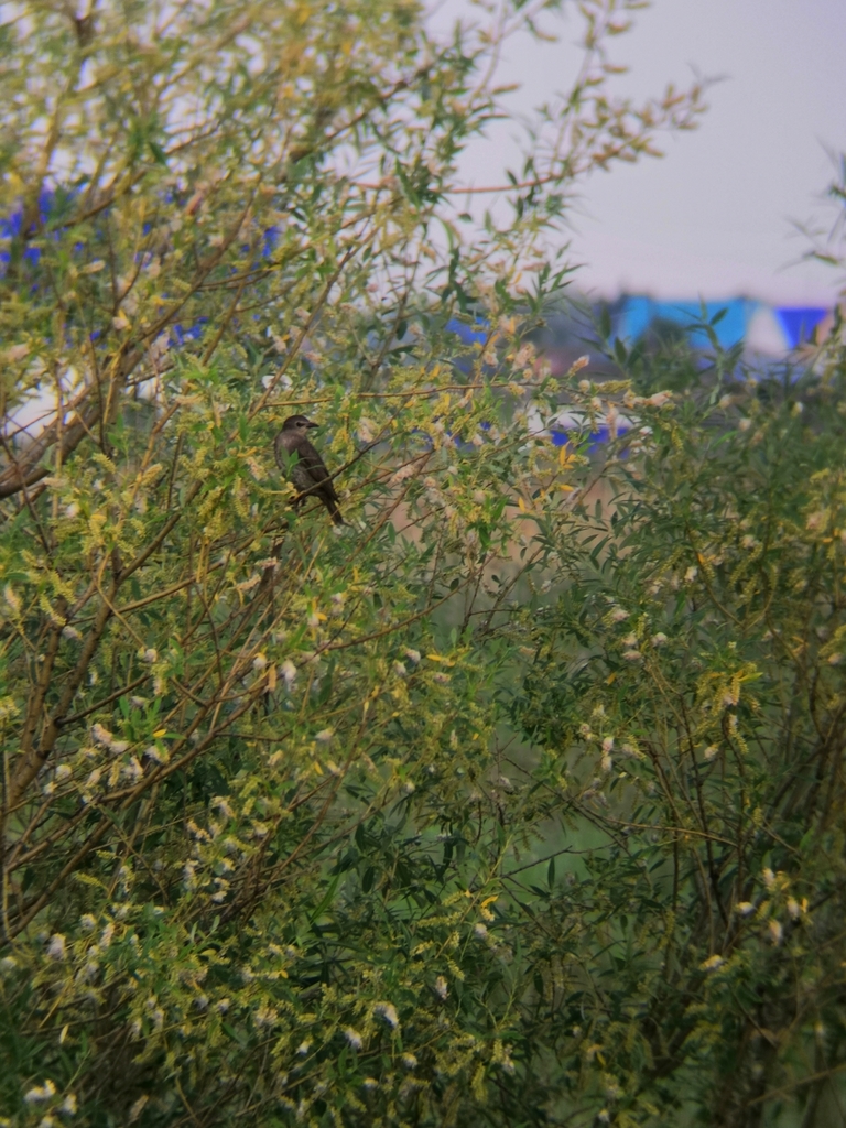 European Starling from Vargashi, Kurgan Oblast, Russia on June 11, 2020 ...