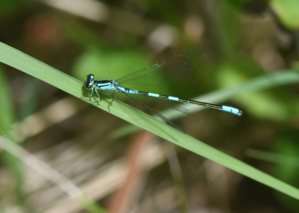 Taiga Bluet from 1949 NY-86, Saranac Lake, NY 12983, USA on June 10, 2020 at 10:13 AM by ...
