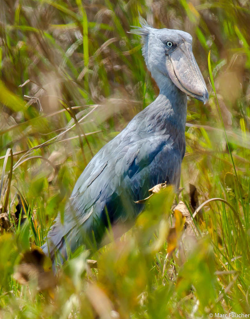 Shoebill in September 2011 by Marc Faucher. Shoebill (Balaeniceps rex ...