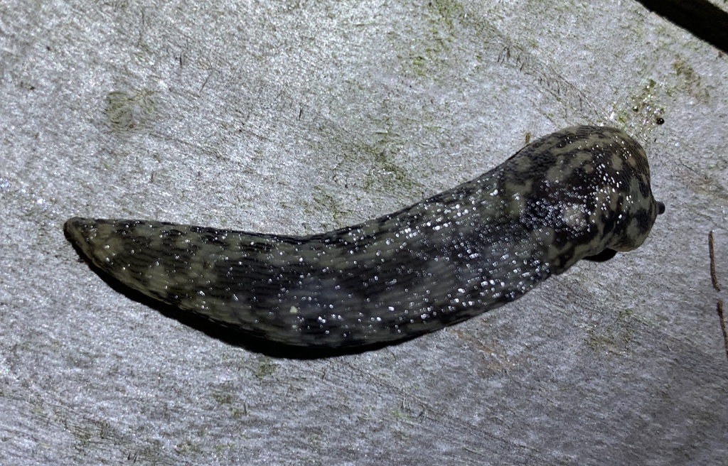 Green Cellar Slug from Drumlegagh Church Road, Omagh, Northern Ireland ...