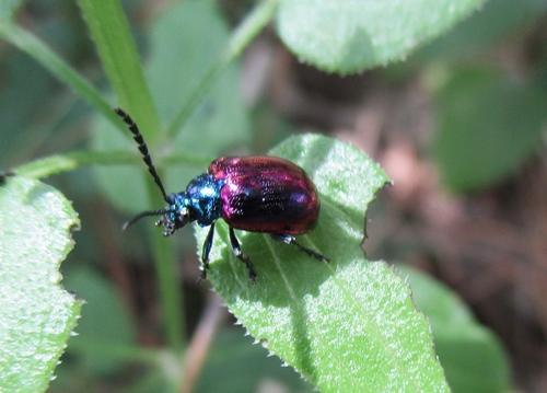 Sphenoraia rutilans · iNaturalist