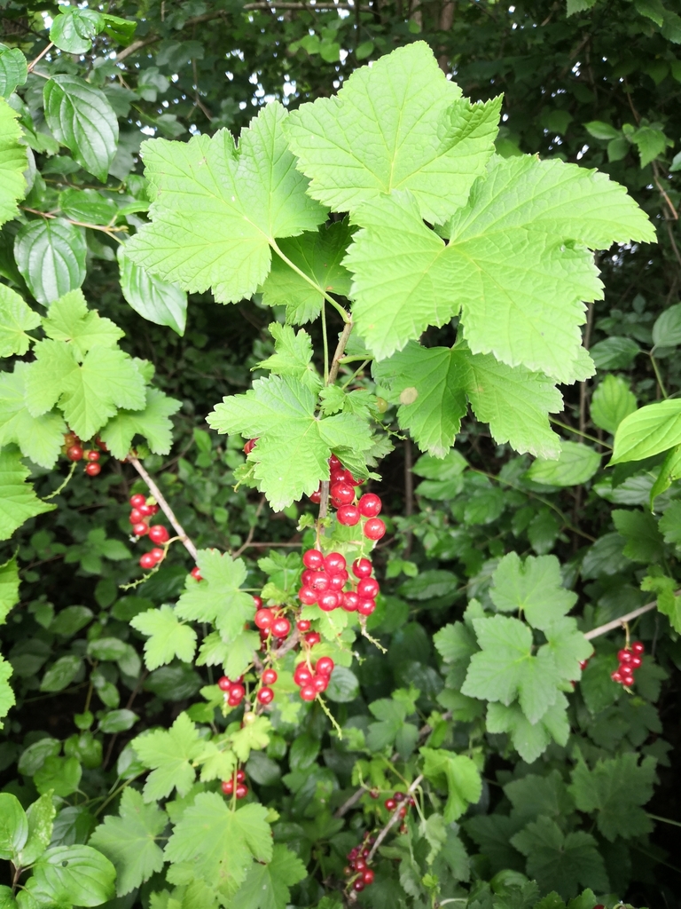 Red Currant from Via Ponte della Cagna 108, 35142 Padova PD, Italy on ...