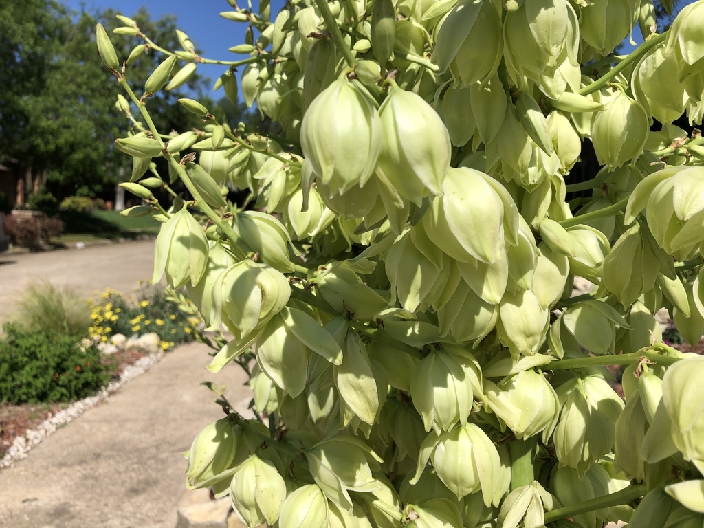 Weak-leaf Yucca from Ambleside Ln, Richardson, TX, US on May 09, 2020 ...