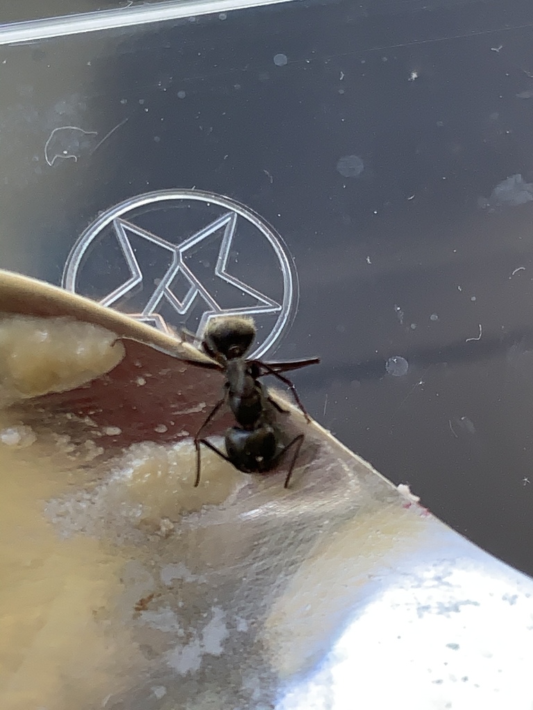 True Carpenter Ants from W Stimson Ave, Athens, OH, US on June 11, 2020 ...