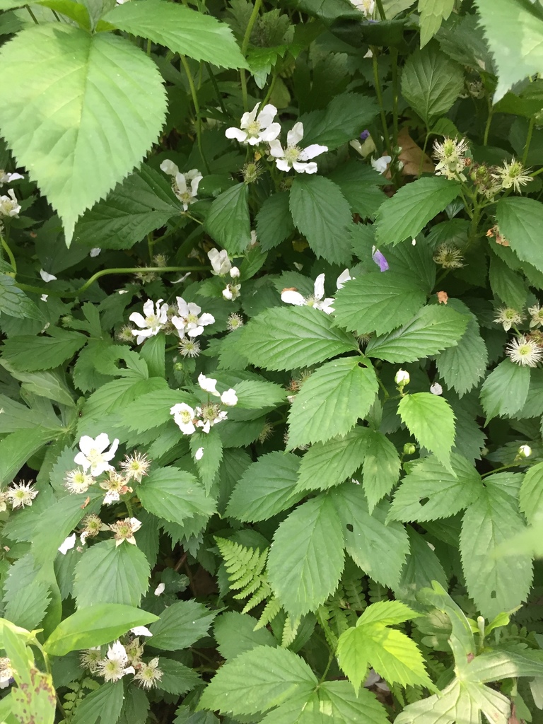Pennsylvania Blackberry from Lebanon Hills Regional Park, Eagan, MN, US ...