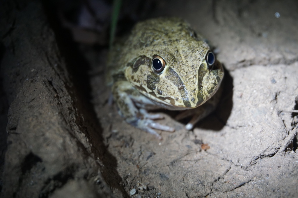 New Holland Frog in April 2018 by Brenna Costello. Sitting on the bank ...