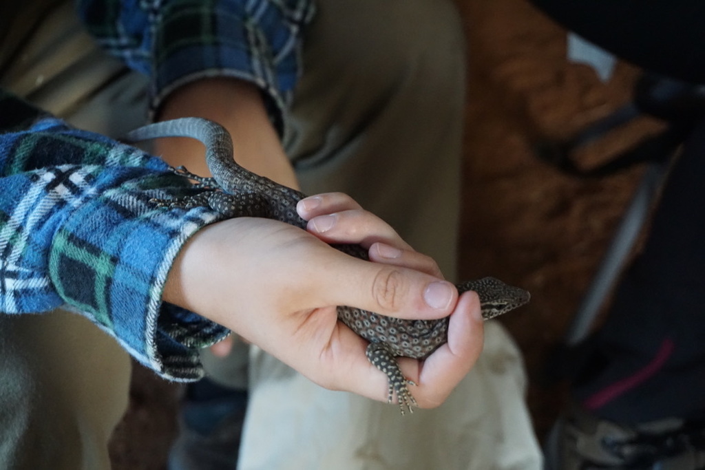 Freckled Monitor in April 2018 by Brenna Costello · iNaturalist