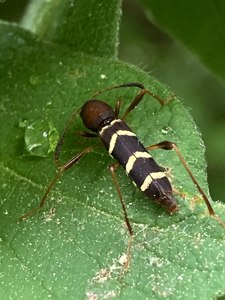 Red Headed Ash Borer Neoclytus Acuminatus Insects.at