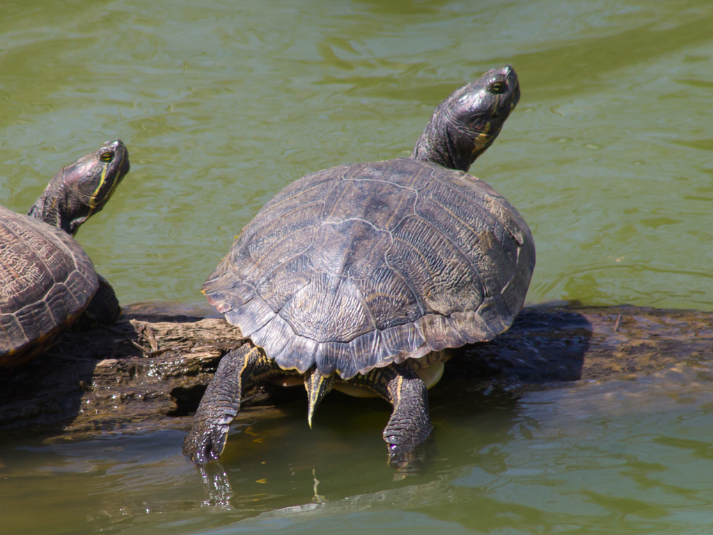 Red-eared Slider from Prince George's, Maryland, United States on April ...