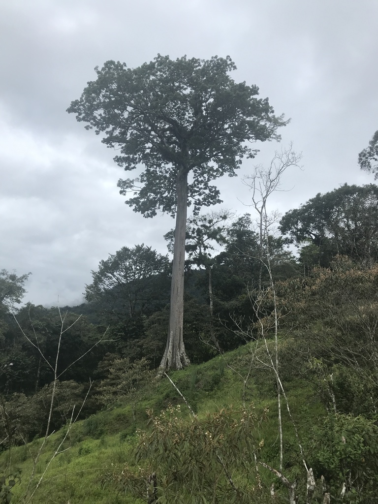 Kapok Tree from Jiménez, Cartago, CR on June 11, 2020 at 02:46 PM by ...