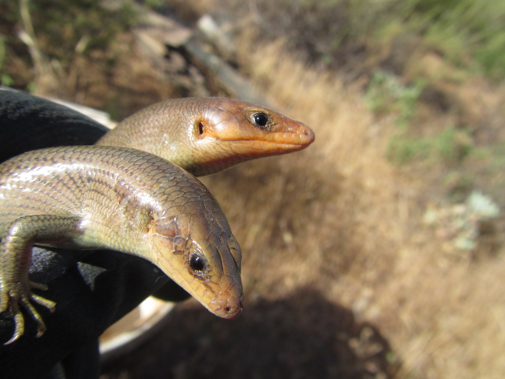 Western Red-tailed Skink from San Pasqual Valley, San Diego, CA, USA on ...