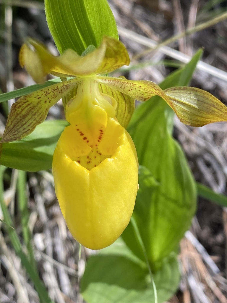 yellow lady's slipper in June 2020 by jresasco · iNaturalist