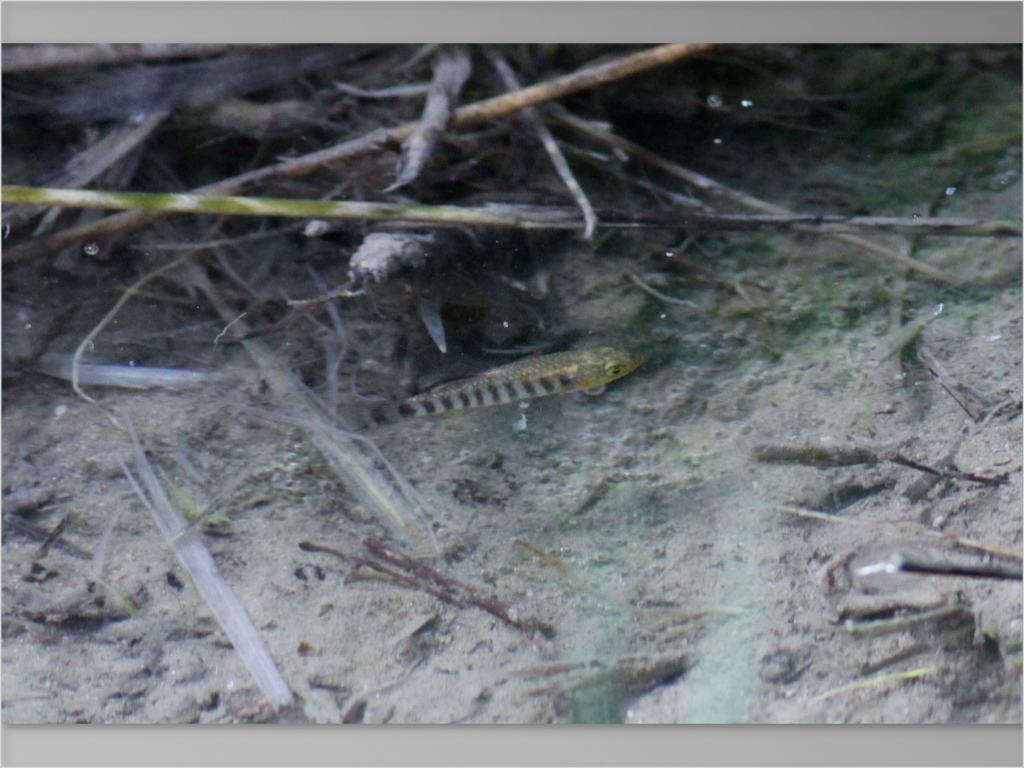 Azraq Toothcarp in April 2010 by feenstra · iNaturalist