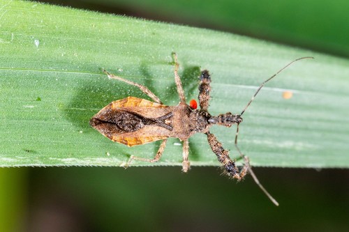 (Sinea coronata)