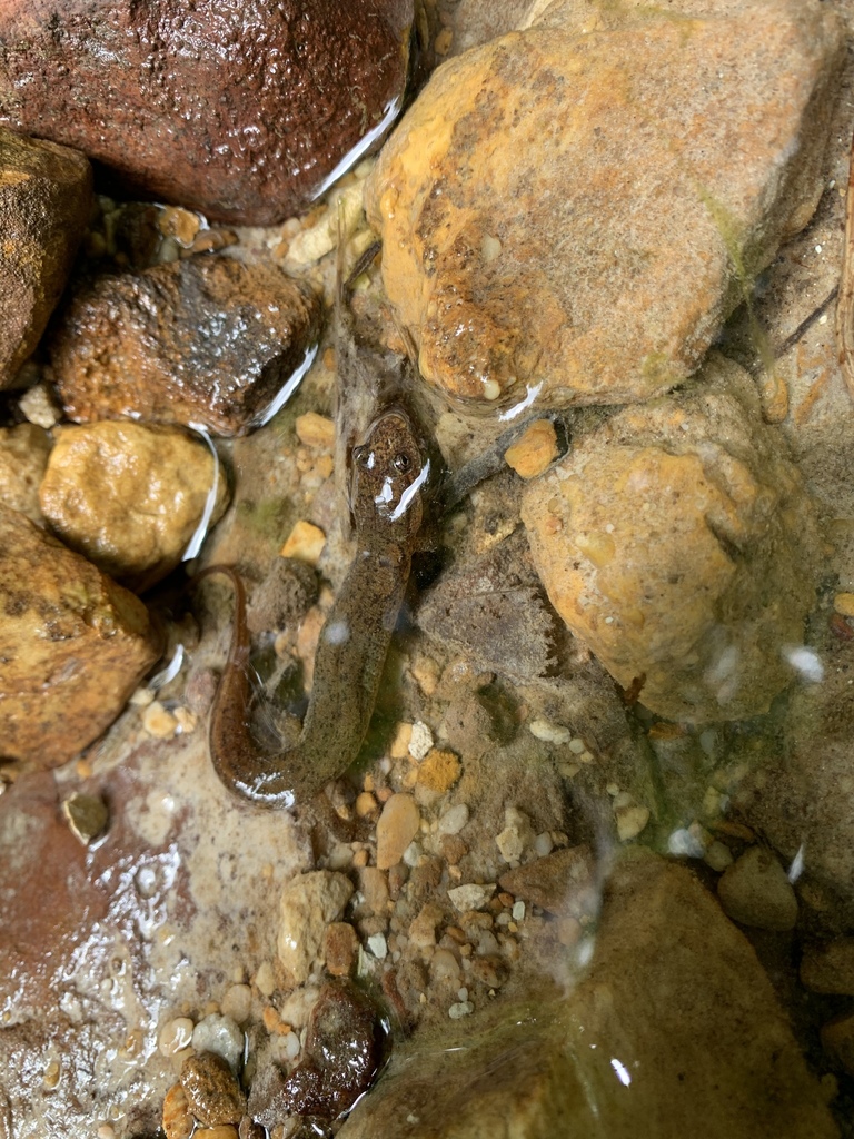 Northern Dusky Salamander from George Washington & Jefferson National ...