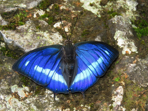 Subspecies Polygrapha cyanea silvaorum · iNaturalist