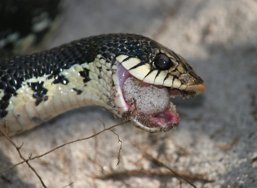 Giant Madagascan Hognose Snake from Ankarafantsika NP on November 15 ...